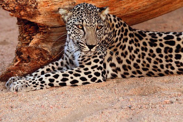 Inaugural Arabian Leopard Day kicks off across the region and shines a ...